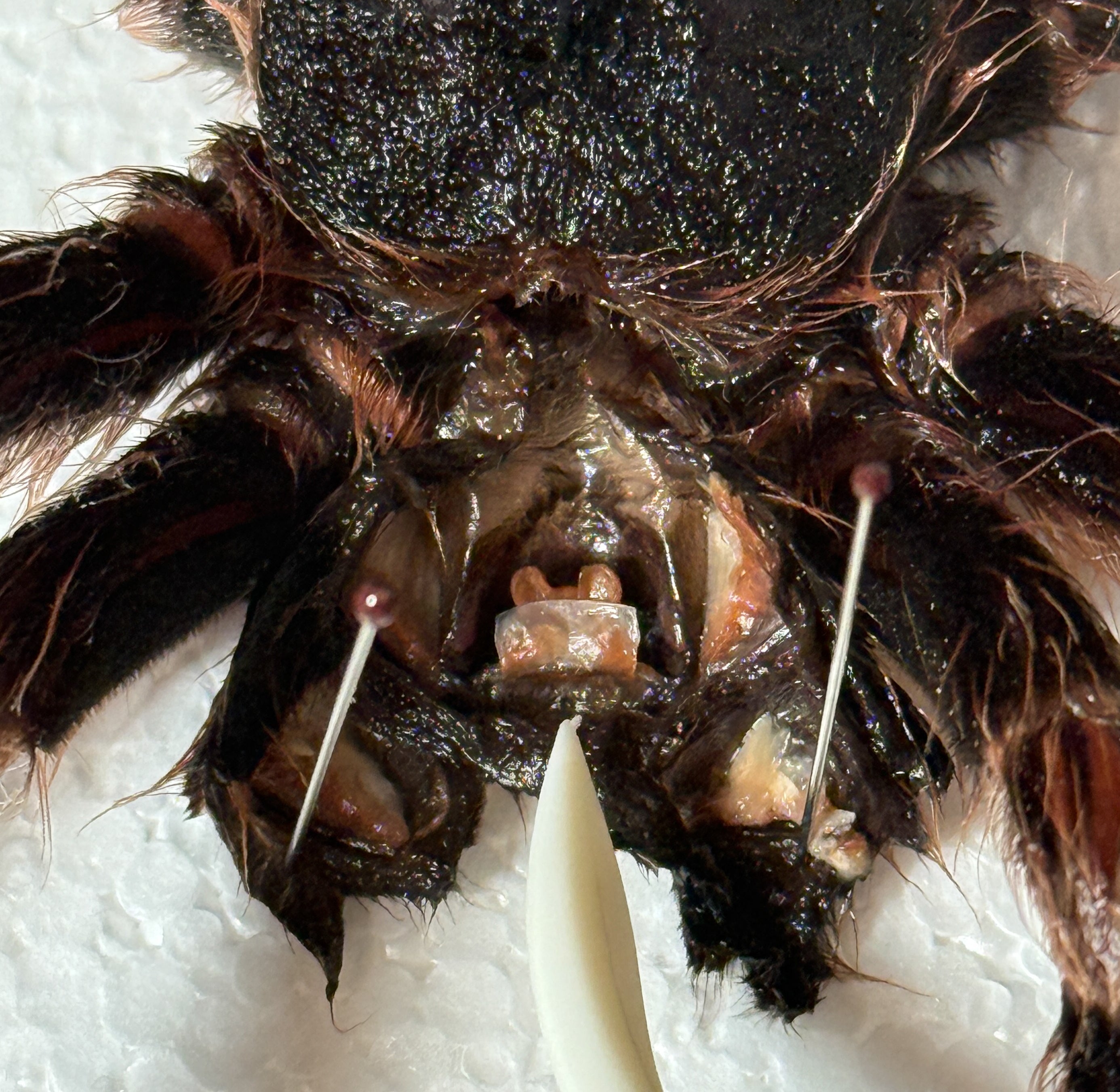How to Sex a Tarantula (Without Losing Your Mind) – Incoginverts Canada