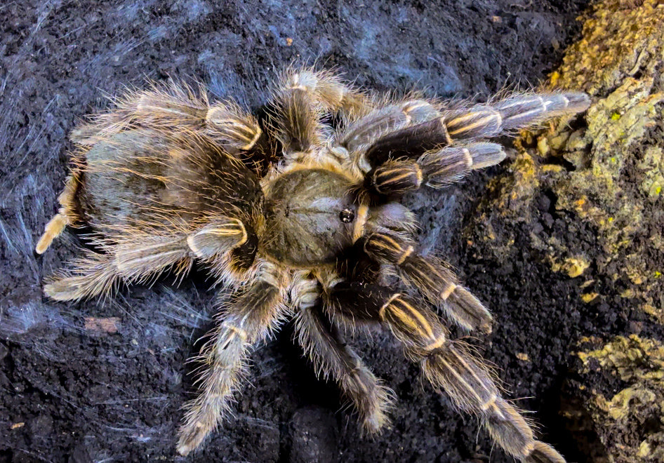 Tarantulas – Incoginverts Canada