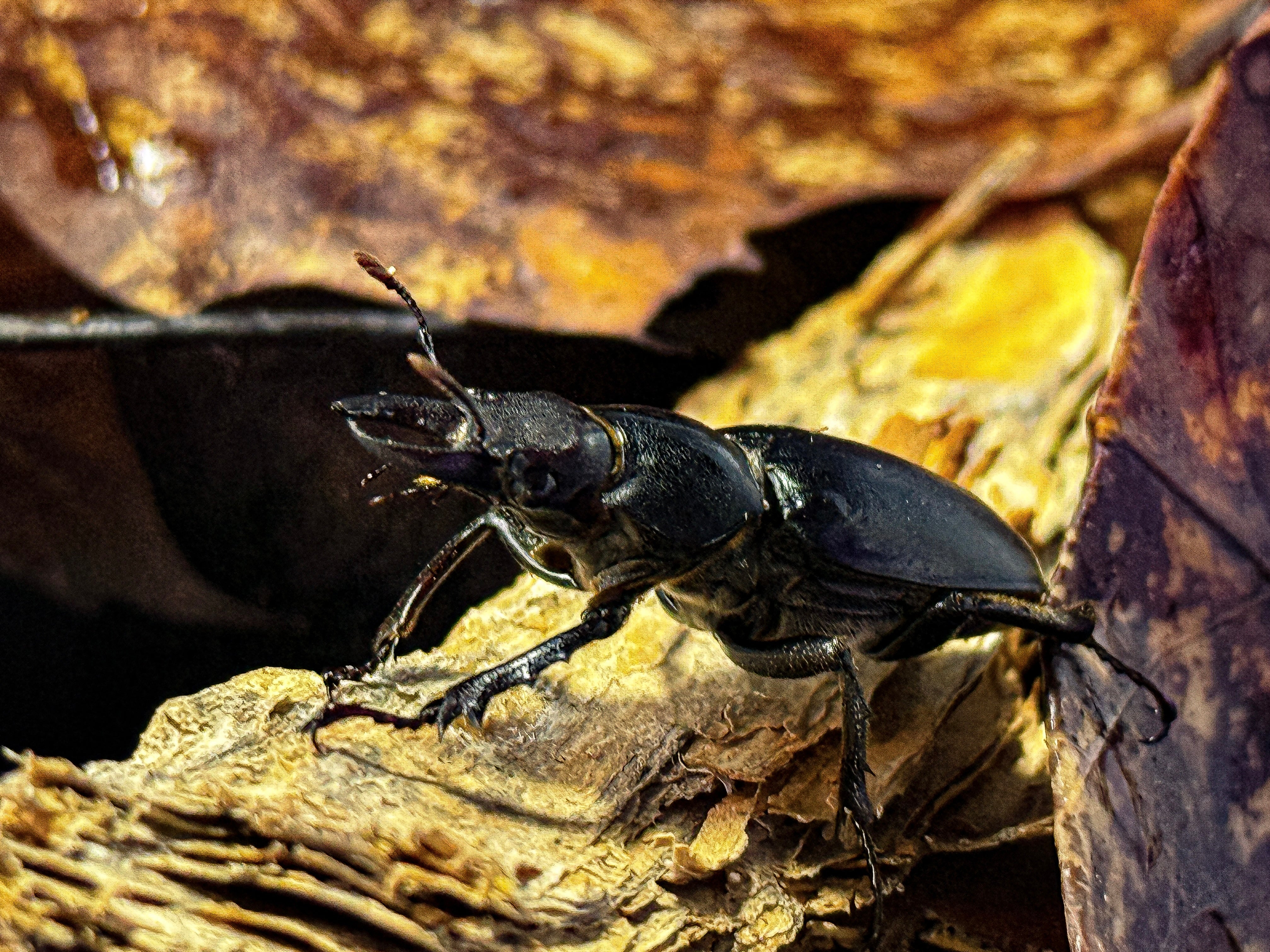 Smooth stag beetle (LARVAE ONLY) – Incoginverts Canada