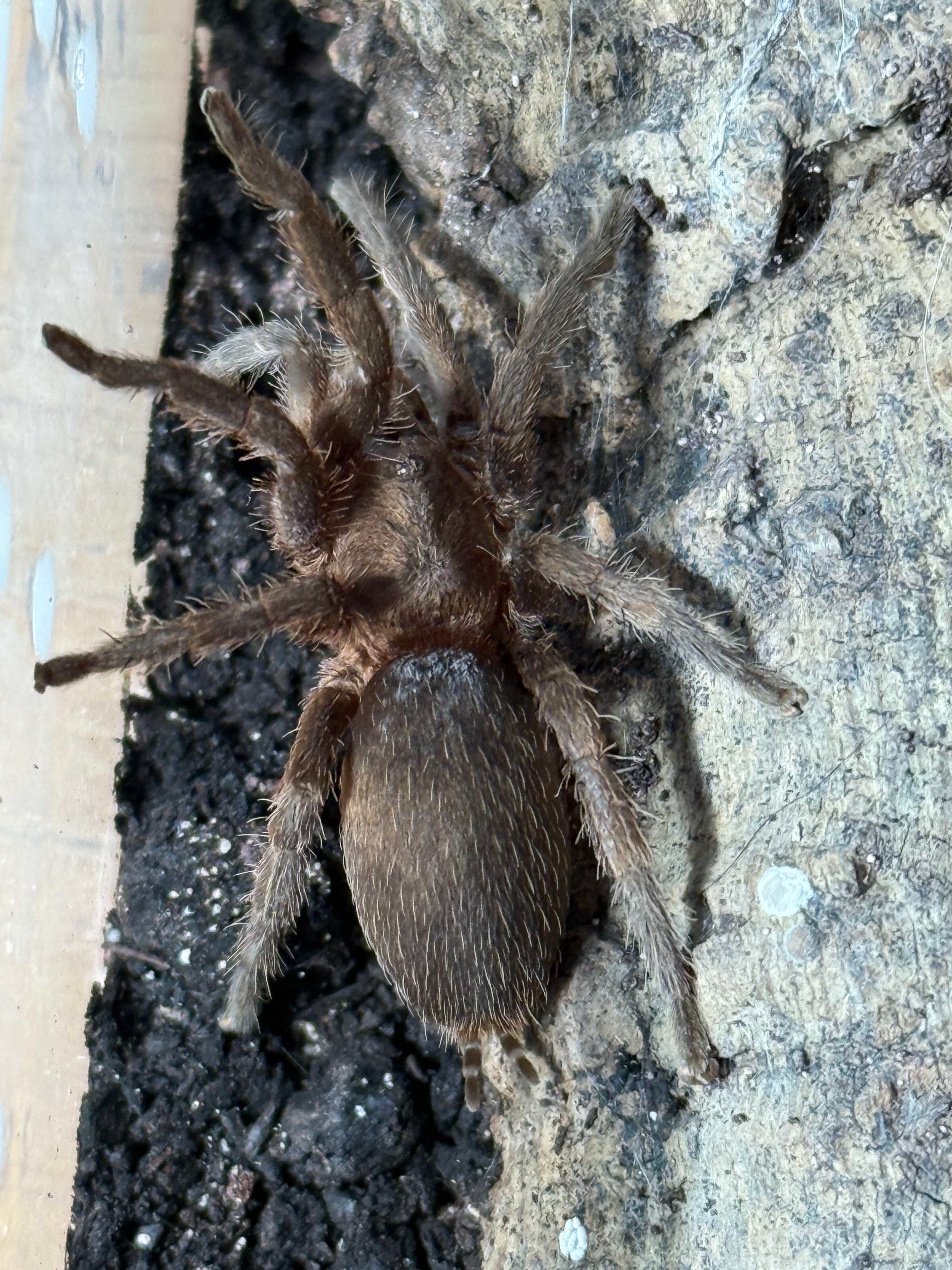 Tarantulas – Incoginverts Canada